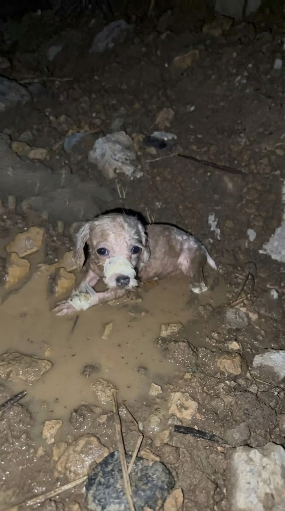 From the Edge of Life to a Place Called Home: How Lucky Found His ...