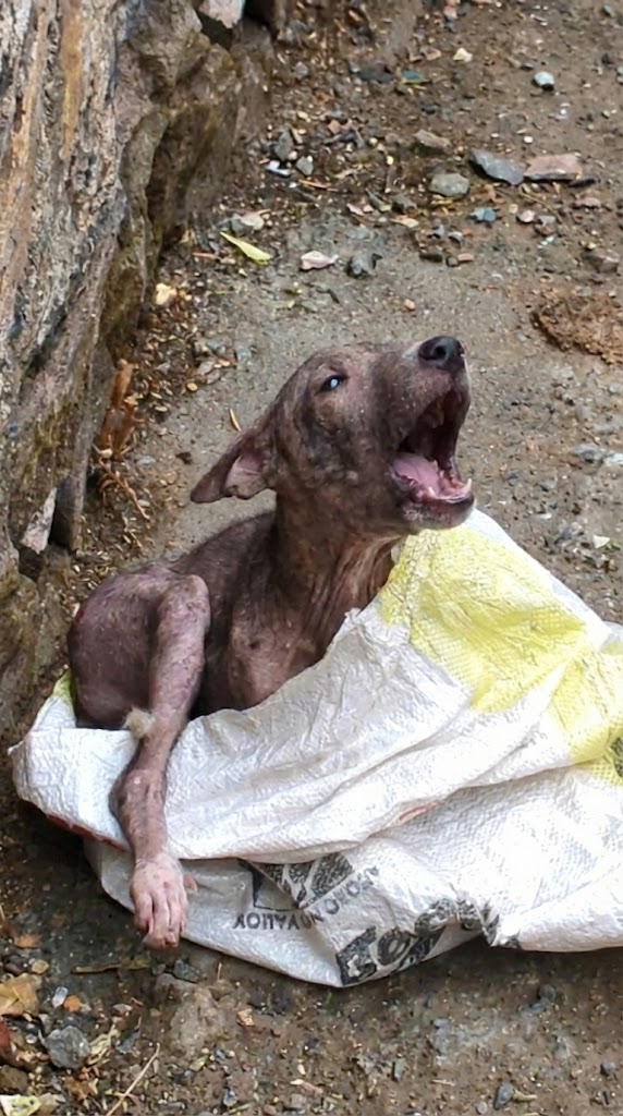 The Fragile Life Under a Plastic Bag: How Jumper Found His Way Back to ...