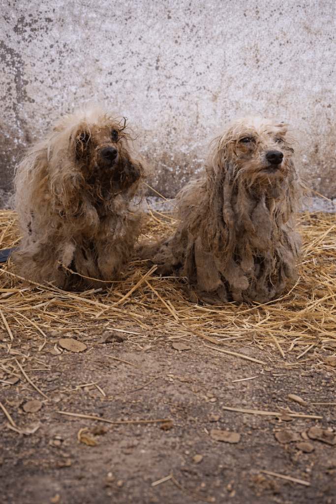 They Didn’t Just Trim Fur—They Transformed Lives, One Story at a Time ...