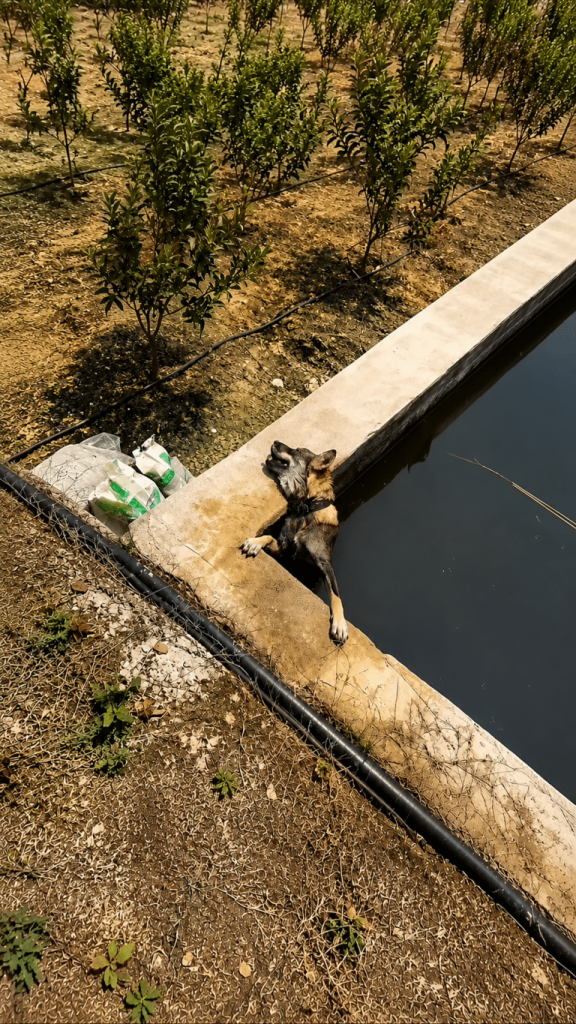 A Dog Found Beneath A Concrete Tank Was Quietly Suffering From A Collar ...