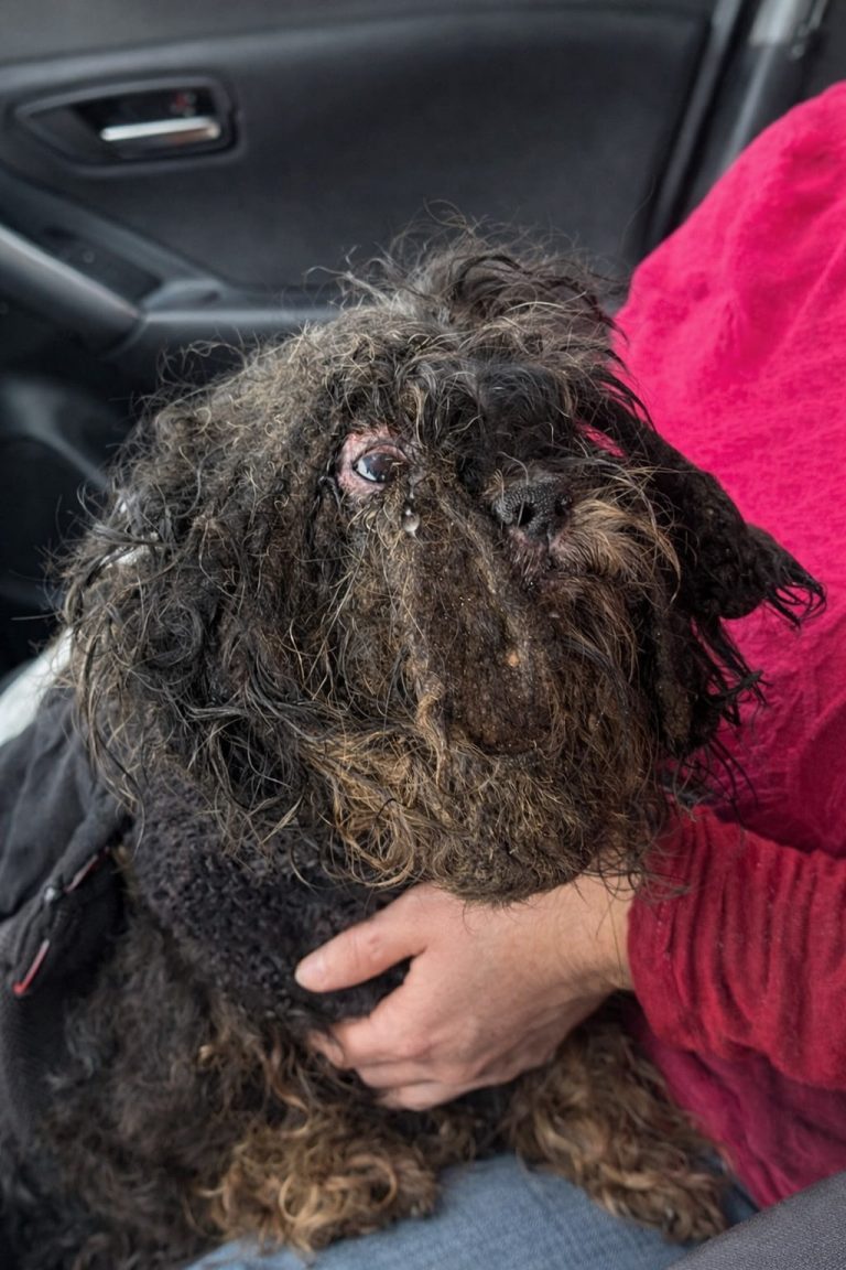 He Looked Like a Bundle of Soaked Rags in the Rain—Until Someone ...