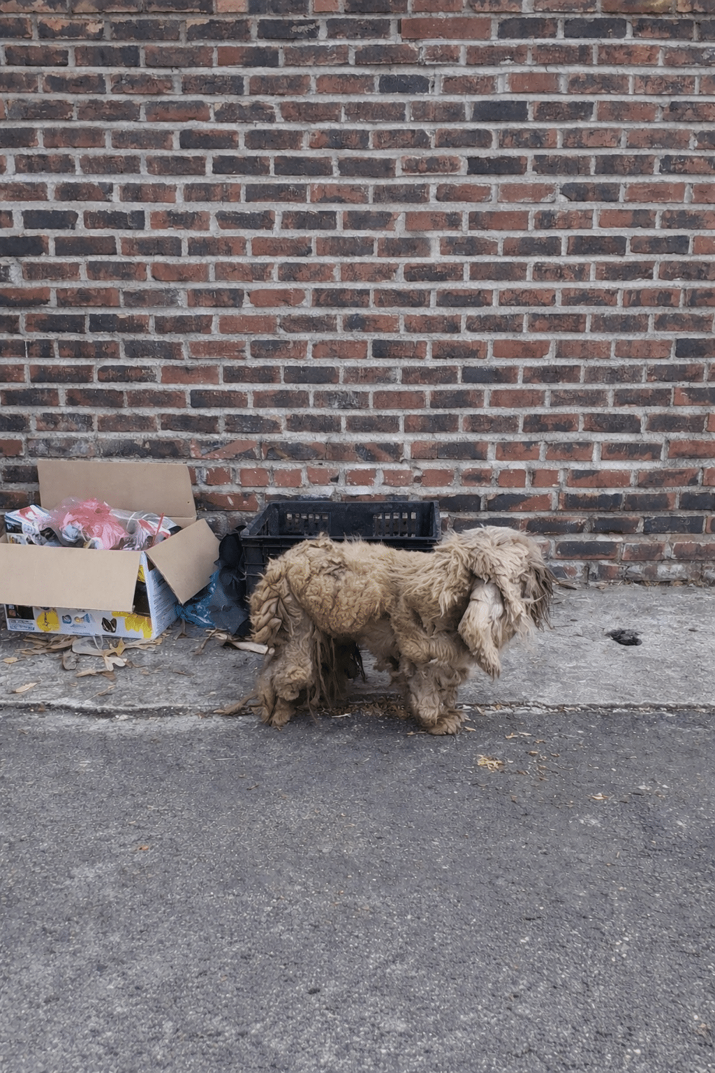 He Looked Like a Walking Ball of Matted Fur—Until One Rescue Revealed ...